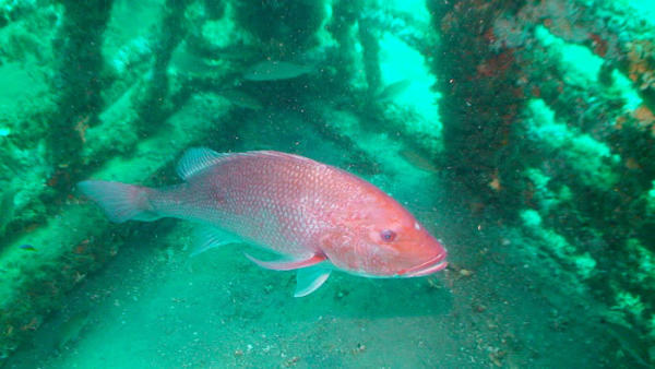 FWC discusses Gulf red snapper management, creates Gulf Reef Fish State ...