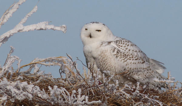 You Can Monitor Snowy Owl Migration Research Now | Birding Wire