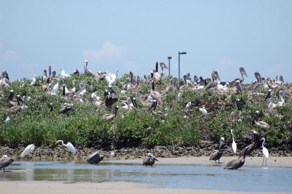 Florida: FWC installs signs around Port Orange Critical Wildlife Area ...