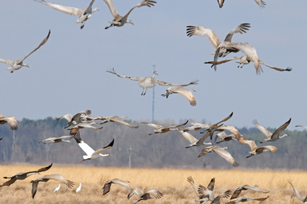 Indiana: Join in Marsh Madness at Goose Pond FWA | Outdoor Wire