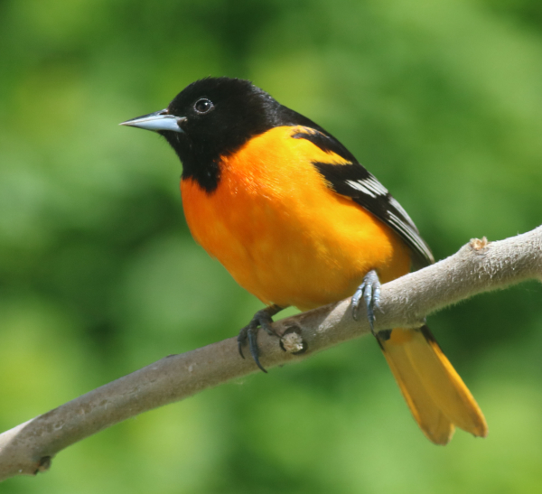 Thousands of Songbirds are Being Illegally Trapped in the Miami Area ...