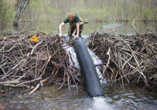 "Beaver Baffles" Prevent Flooding in Vermont Wetland Areas | Outdoor Wire