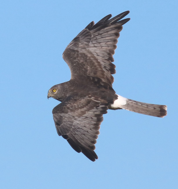 Hawk, Eagle, and Kite Migrations Begin | Birding Wire
