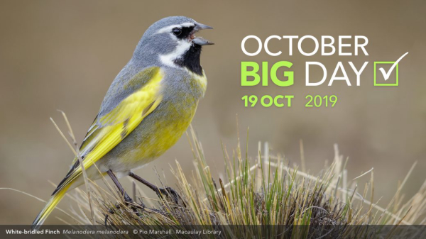 Birders Worldwide Unite for the October Big Day! | Birding Wire