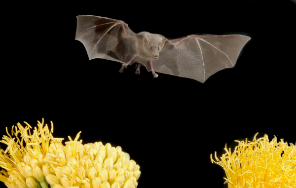 Bat Week celebrates Arizona’s creatures of the night | Outdoor Wire
