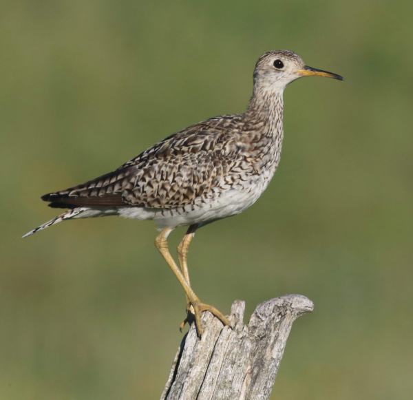 Upland Sandpiper Surprises South of the Border | Birding Wire