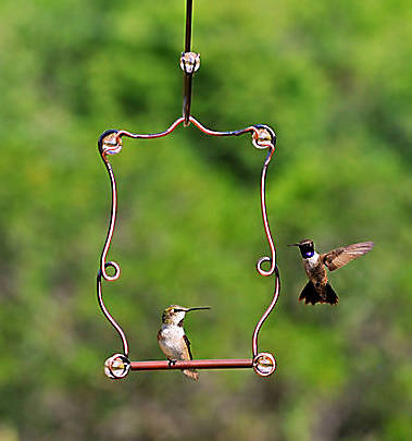 Try a Beaded Copper Finish Hummingbird Swing | Birding Wire