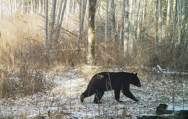 Vermont: Bears Are More Active Than Normal This Winter | Outdoor Wire