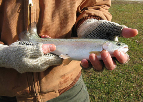 Indiana: Trout Season Opens Saturday, April 25 | The Outdoor Wire