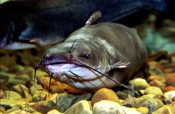 West Virginia: Nearly 6,000 Pounds of Catfish Stocked for Weekend ...