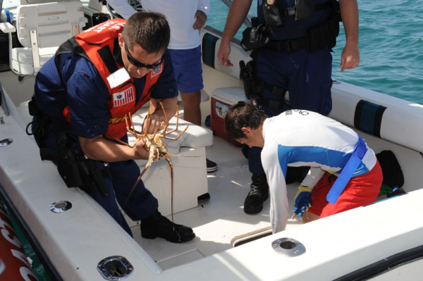Coast Guard, Florida FWC Partner to Enforce Spiny Lobster Rules | The ...
