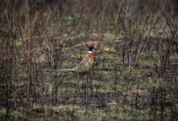 Indiana: reserve a spot for put and take pheasant hunts | Outdoor Wire