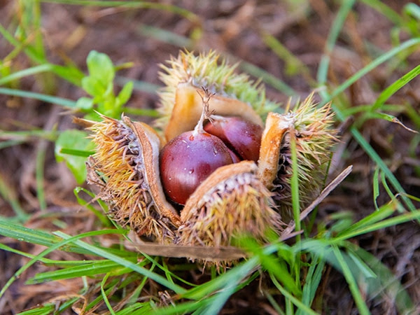 Chestnut Harvest with Chestnut Hill Outdoors | Outdoor Wire