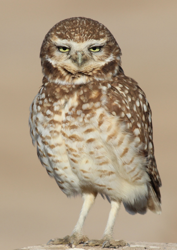 New Online Owl Course | Birding Wire