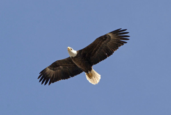 Arizona: Eagle Breeding Season Brings Boating/Fishing Closures to Some ...