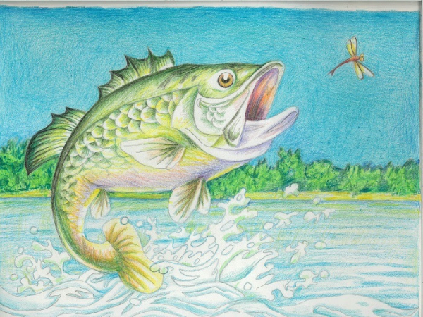 Last call for Florida Fish Art Contest entries | Outdoor Wire