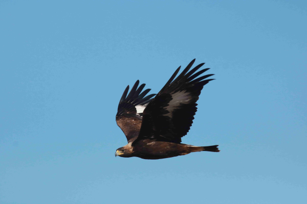 Cropping Golden Photos | Birding Wire