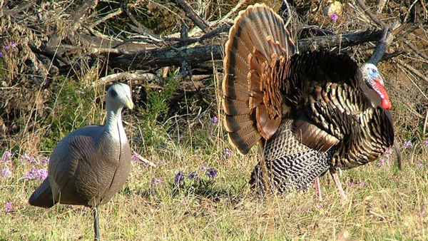 Arkansas: help the AGFC track turkey hunting success | Outdoor Wire
