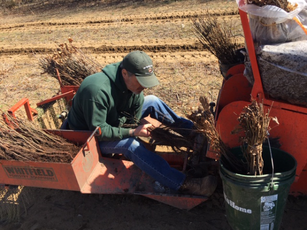 Ohio Division of Forestry Helping Plant 20,000 Trees in Northwest Ohio ...