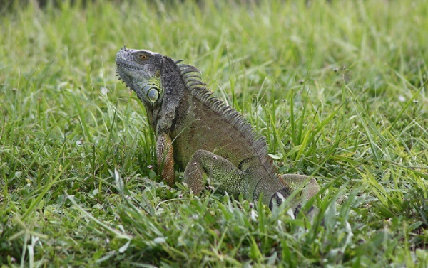 Florida FWC helps pet owners prepare for new invasive reptile rules ...