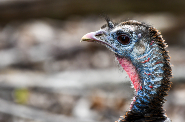 Ohio’s Turkey and Grouse Brood Surveys Begin in July | The Outdoor Wire