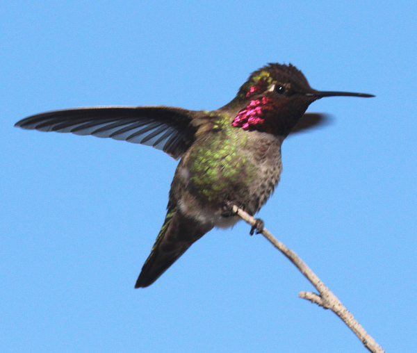 Streaming Live: Hummingbirds in Ecuador | Birding Wire
