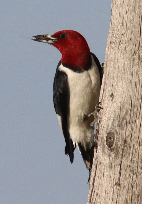 Join the Editor for Weekly Birding Highlights | Birding Wire