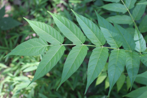 Ohio Intensifies Efforts to Control Invasive Plants in State Forests ...
