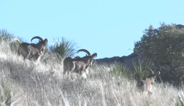 MOJO Untamed Episode This Week Only on Pursuit Channel | The Outdoor Wire