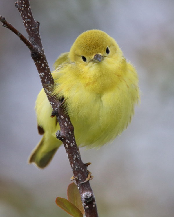 Join the Editor for Weekly Birding Highlights | Birding Wire