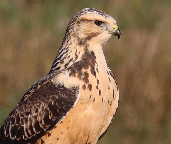 Join the Editor for Weekly Birding Highlights | Birding Wire