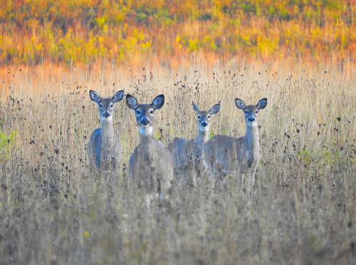 Maryland Hunters Harvest 76,687 Deer for 2022-2023 Season | The Outdoor ...