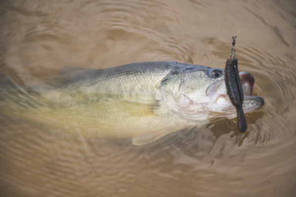 Yamatanuki invade EE.UU. | Outdoor Wire Espanol