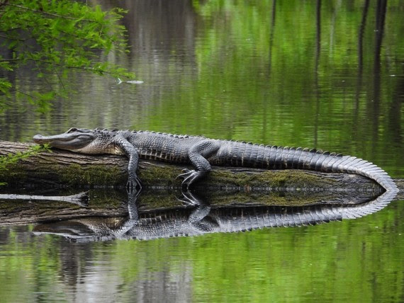 Be Gator Safe This Spring | Water World Wire