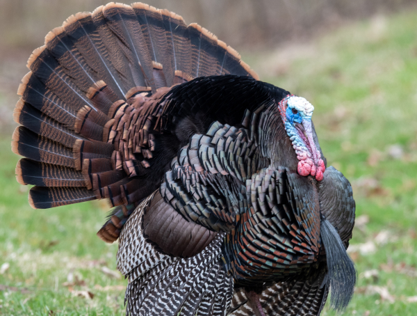 Ohio’s Wild Turkey Season Results Through Sunday, May 7 | The Outdoor Wire