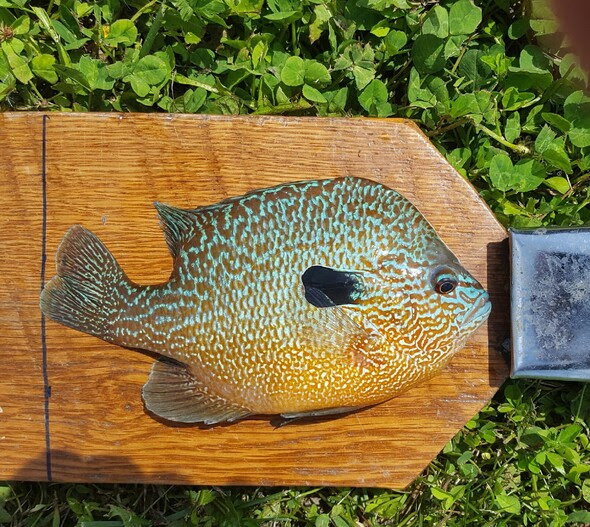 New Missouri Record Sunfish | Water World Wire