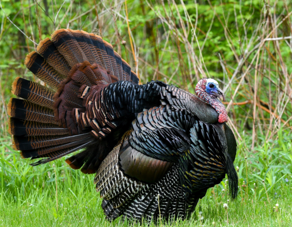 Ohio’s Wild Turkey Season Results Through Sunday, May 21 | Outdoor Wire