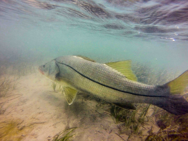 BTT Backs Improved Florida Snook Management | Water World Wire