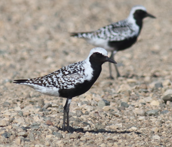 Surveying Arctic Shorebirds in North Alaska | Birding Wire