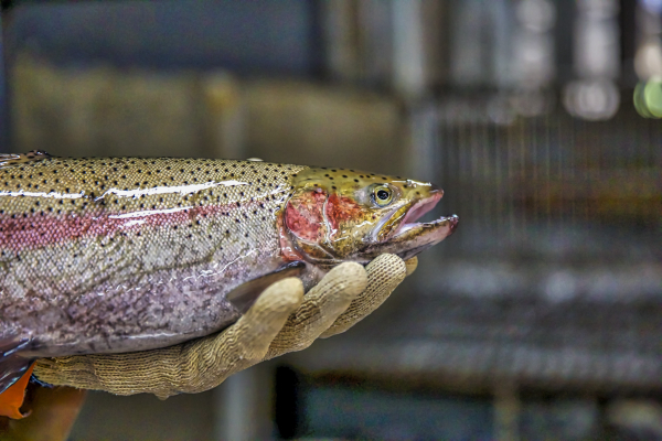 "Hoot Owl" Restrictions Lifted on Montana Trout Streams | Water World Wire