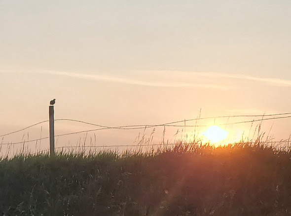 Iowa pheasant survey results highest in eight years | Outdoor Wire