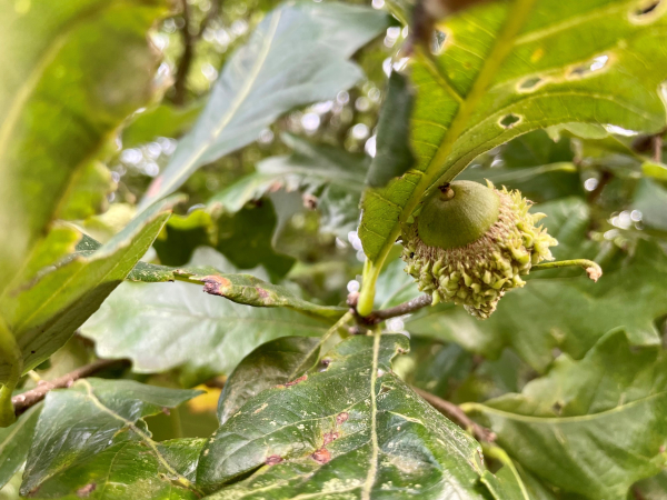 Annual Acorn Mast Survey Shows Good Production for White, Red Oaks ...