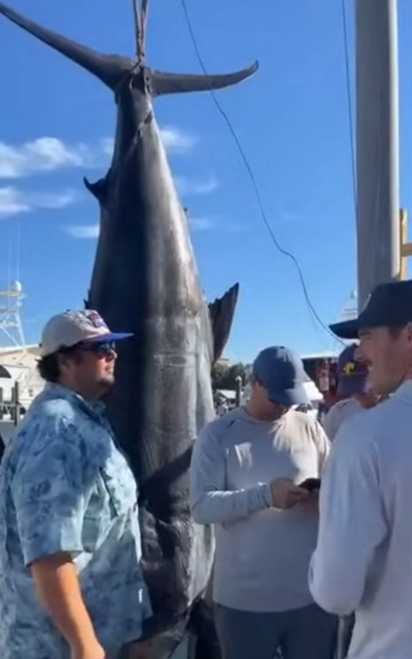 Record Blue Marlin from Gulf of Mexico | Water World Wire