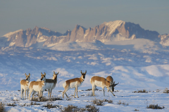 Sublette Antelope Migration Corridor Moving Toward Next Steps | Outdoor ...