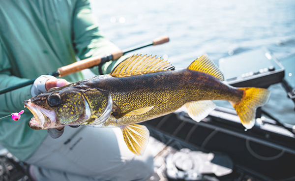 New Walleye Rods from DAIWA Match Your Lures and Tactics | Water World Wire
