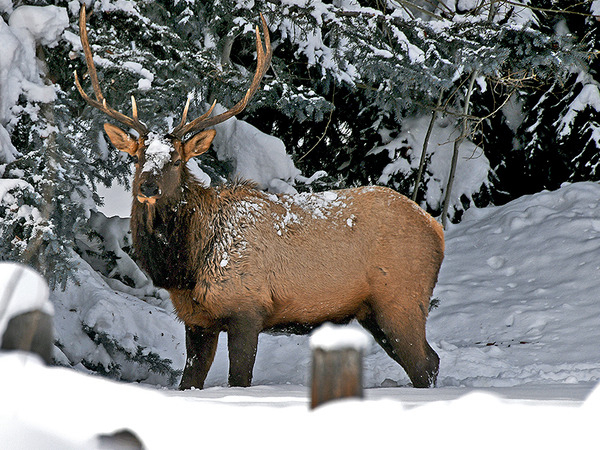 F&G Takes Ownership of Big Game Winter Range Parcel in Elmore County ...