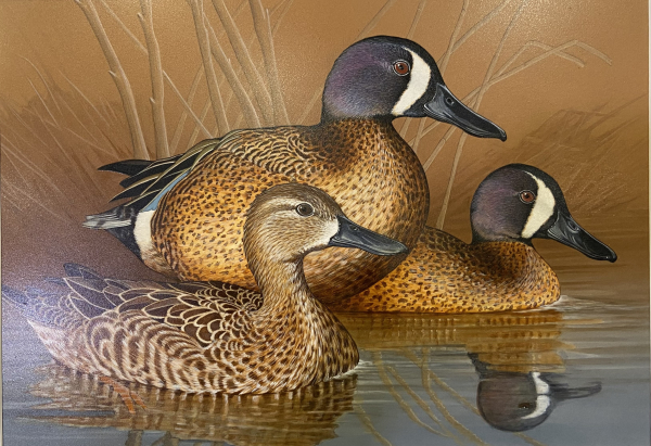 Ohio’s 2024 Wetlands Habitat Stamp Winner Features Bufflehead | Outdoor ...