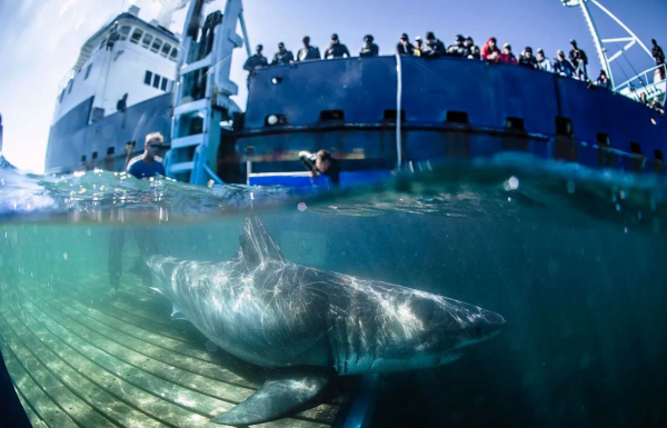 91 "New" White Sharks ID'd on Atlantic Coast | Water World Wire