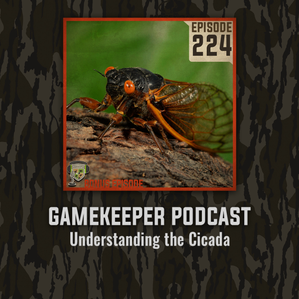 Gamekeeper Podcast | Understanding the Cicada | Outdoor Wire