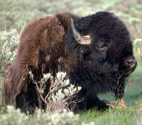 Tips to Help You Avoid Conflicts with Bison at Antelope Island State ...